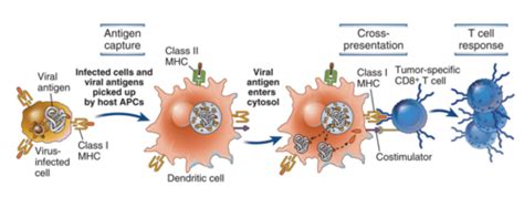Antigen Processing And Presentation Flashcards Quizlet