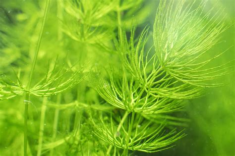 Hornwort Ceratophyllum Live Aquarium And Pond Plant Fast Growing Ox