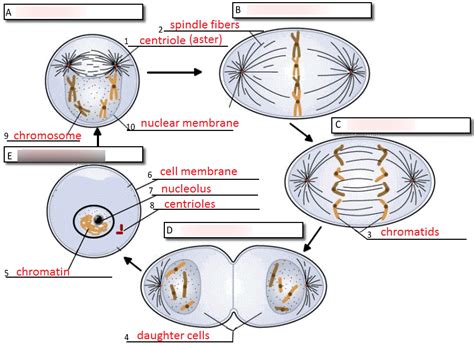 Mitosis And Meiosis Diagram Worksheet