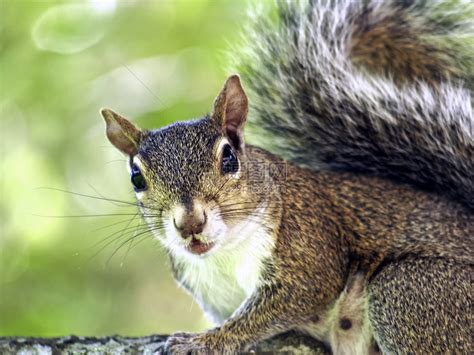 近距离接近东部女灰色松鼠从树枝高清图片下载 正版图片507549038 摄图网