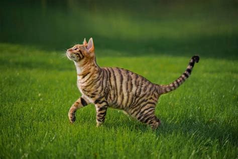 Mackerel Tabby Cat Facts Cats Com