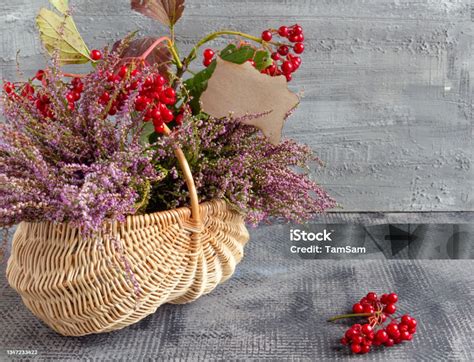 콘크리트 배경에 가을 정물 헤더와 비버넘과 빈 엽서 추수 감사절 바구니 부케에 대한 스톡 사진 및 기타 이미지 부케 분꽃나무 0명 Istock