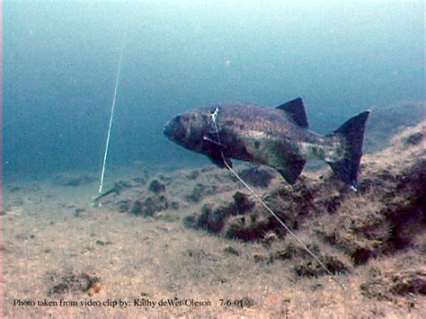 California Giant Black Sea Bass Pictures