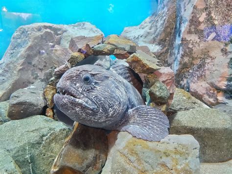オオカミウオ 男鹿水族館GAO