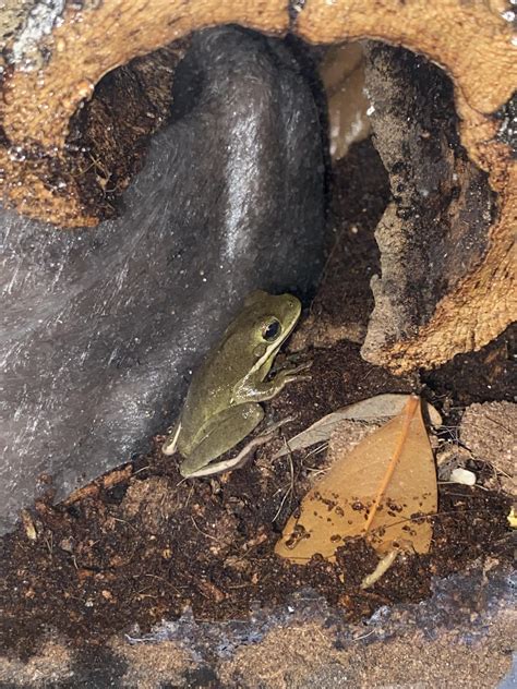 Sex Of My Green Tree Frogs R Frogs