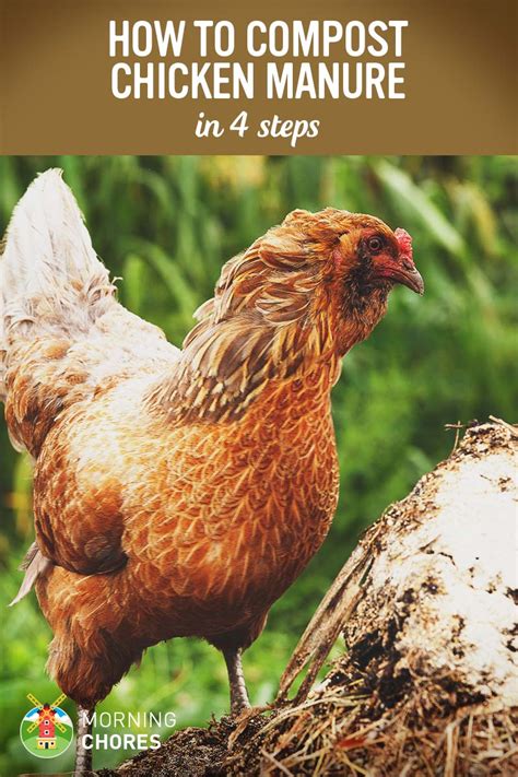 How To Use Chicken Manure As Fertilizer At Emma Spyer Blog