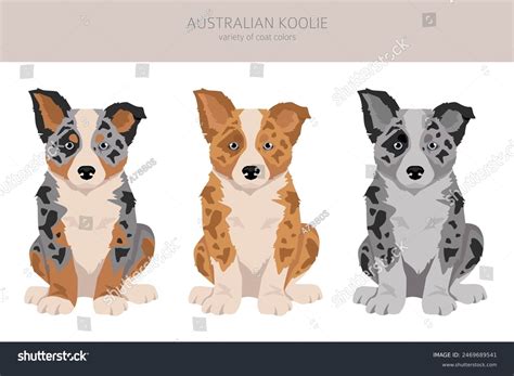 Australian Koolie Over 19 Royalty Free Licensable Stock Illustrations