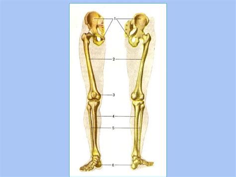 Анатомія кісток верхньої і нижньої кінцівок та їх зєднання Лекція №4 Online Presentation
