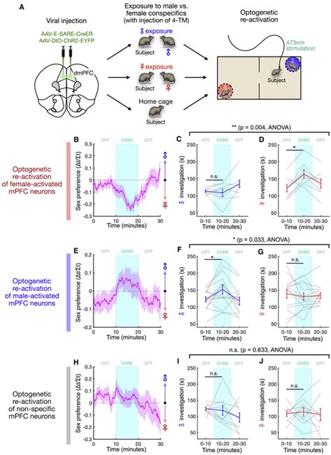 Cortical Representations Of Conspecific Sex Shape Social Behavior