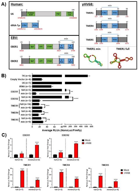 Pnl1 1 Nanoluciferase Reporter Vector Promega Bioz
