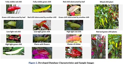Figure 2 From Crop Detection And Maturity Classification Using A Yolov5 Based Image Analysis