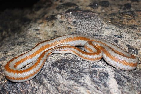 Rosy Boa Care Guide The Perfect Beginner Snake Temperament Setup
