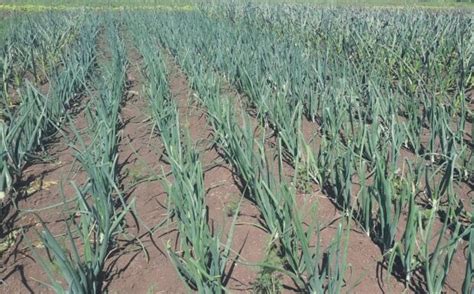 Городникам розповіли що треба зробити з цибулею перед посадкою для гарного врожаю Читайте на