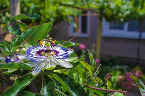 녹색 정원 배경에 대한 블루 스타 모양의 크라운 열정 꽃 파시 플로라 Caerulea 보라색 필라멘트 노란 스타멘 보라색 낙인의 코로나로 흰색 꽃잎과 과일 꽃