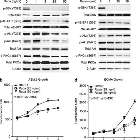 S6 Kinase S6k Signaling Pathway Is Activated In Human Vascular