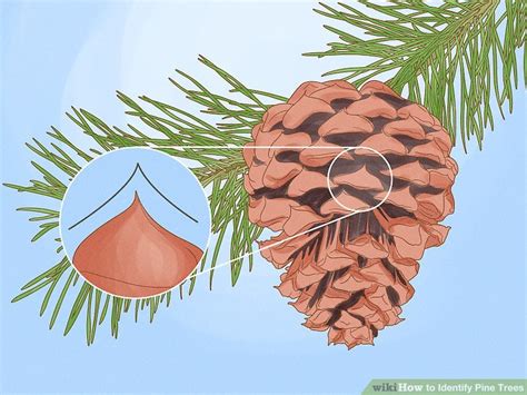 How To Identify Pine Trees Steps With Pictures WikiHow