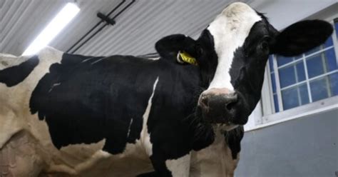 Federal Orders For Dairy Producers Aimed At Preventing Spread Of Bird Flu Virus Wkar Public Media