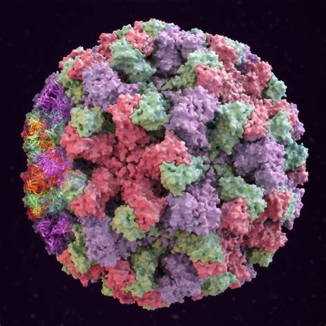 Norovirus Structure