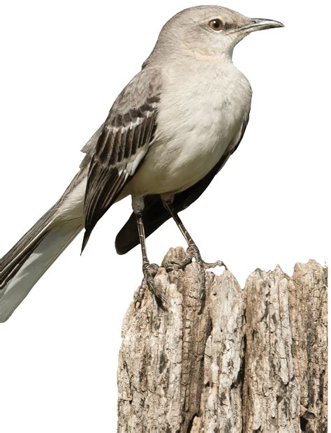 Florida National Bird