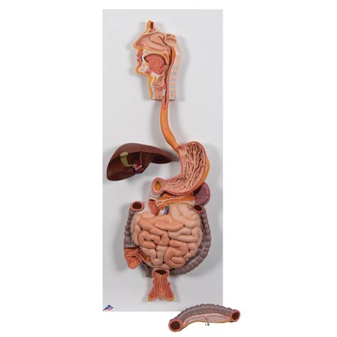 Digestive System Labeled Model