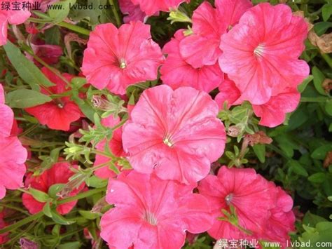 进口矮牵牛种子一斤多少钱 适合在几月播种 花圃日记 长景园林网