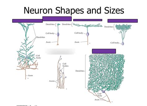 Neuron Shapes And Sizes Diagram Quizlet