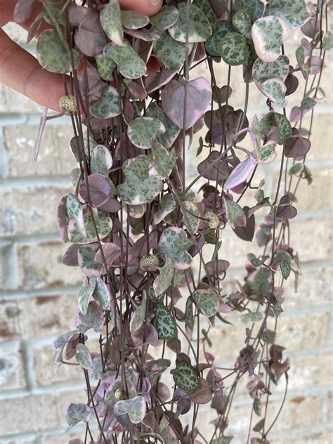 My Vsoh Has Balls Rhouseplants