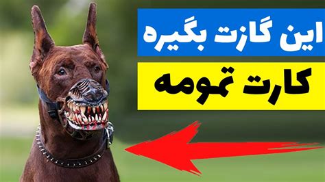قوی ترین سگ های جهان این سگ گازت بگیره کارت تمومه Youtube