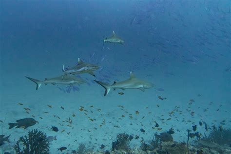 Img8390 Manuel Schellenberg Flickr