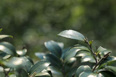 绿色植物叶子素材 绿色植物叶子模板 绿色植物叶子图片免费下载 设图网