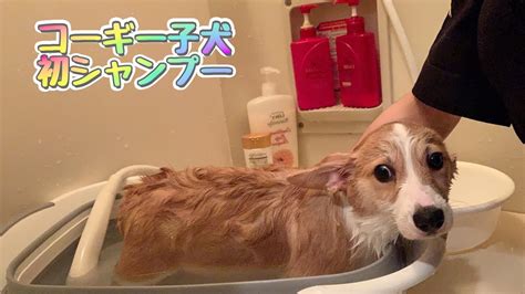 コーギー子犬の初めてのシャンプー Youtube