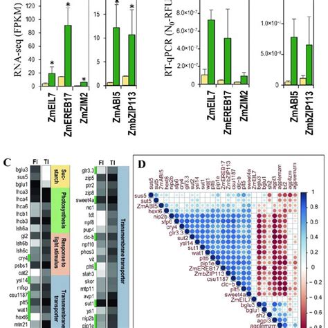 Validation Of Differentially Expressed Genes In The Female Download Scientific Diagram