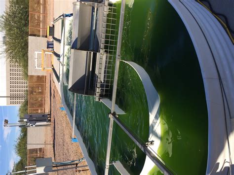 What Are Open And Closed Algae Culture Systems Vietnam Fisheries