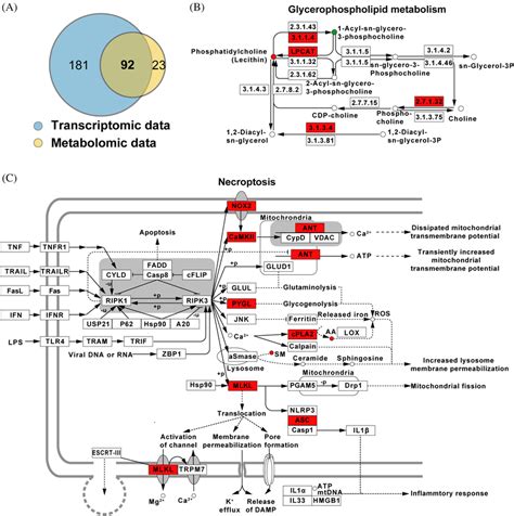 Manipulated Metabolic And Signaling Pathways Based On Transcriptomic
