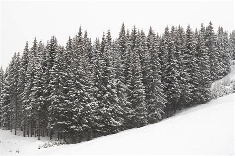 눈이 내리는 흐린 날 노르웨이 의 Hafjell 스키 리조트의 스키 슬로프를 따라 눈 덮인 가문비 나무 0명에 대한 스톡 사진