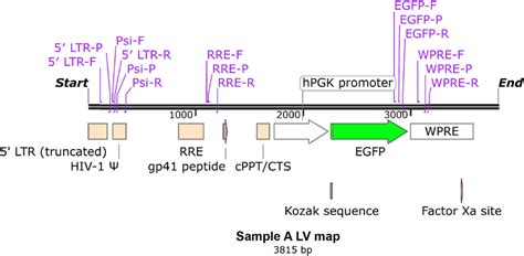 Schematic Diagram Showing The Locations Five Sets Of Ddpcr Download Scientific Diagram