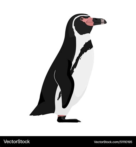 Spheniscus Humboldti Humboldt Penguin Lateral Vector Image