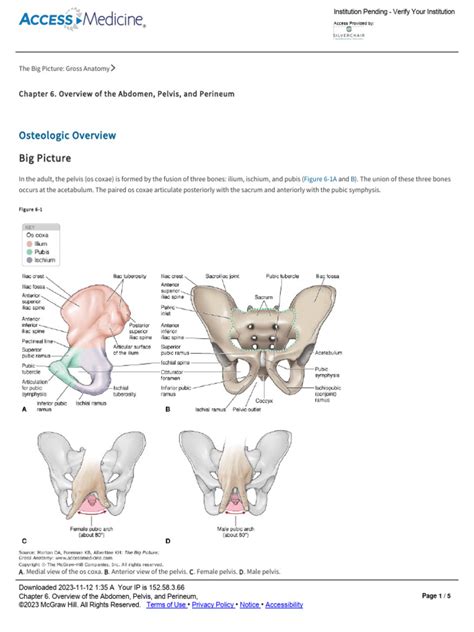 Chapter 6 Overview Of The Abdomen Pelvis And Perineum Pdf Pelvis Large Intestine