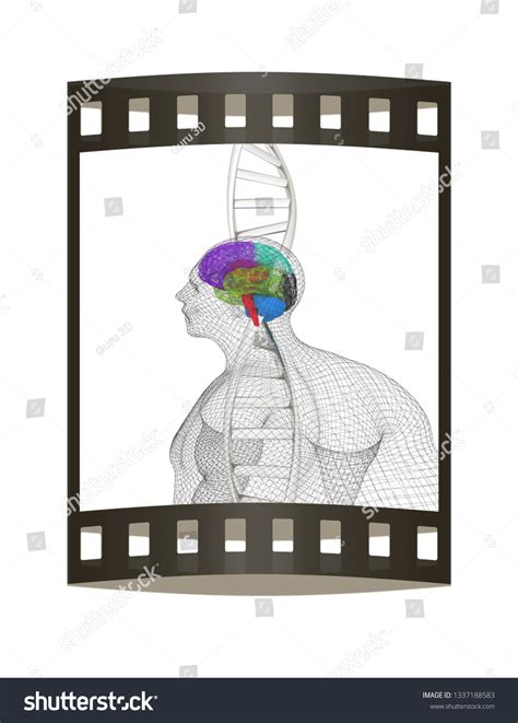 3d Medical Background Human Brain Dna 库存插图 1337188583 Shutterstock