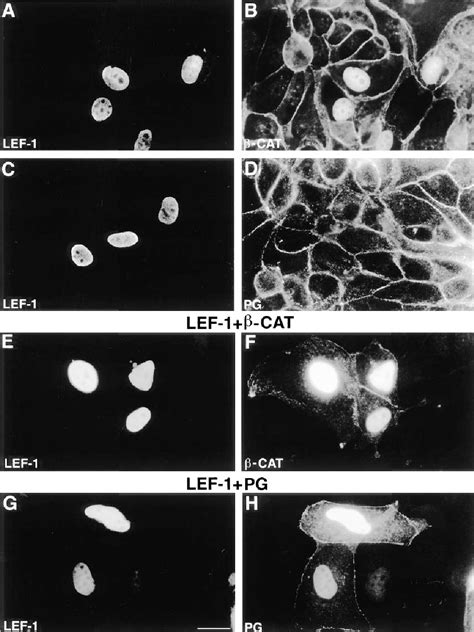 Figure 7 From Differential Nuclear Translocation And Transactivation Potential Of Cid 98