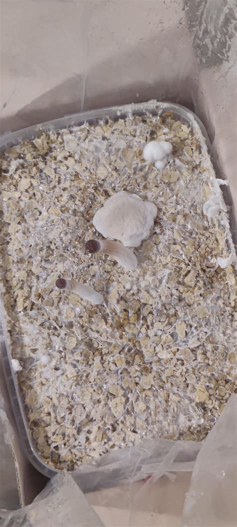 Hi Guys Got This Big White Blob Growing Next To My Mckennai Was First On The Scene And Is