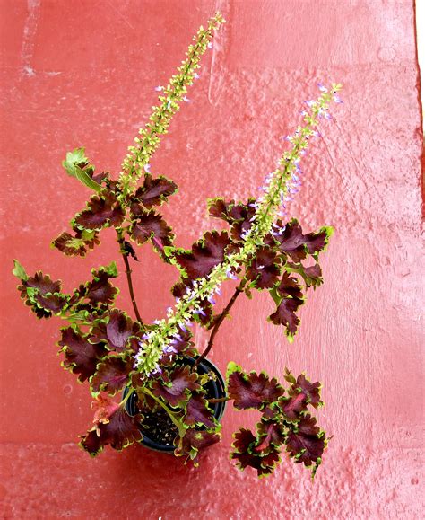 Best R Coleus Images On Pholder One Of My Favorite Hybrids From Last Year