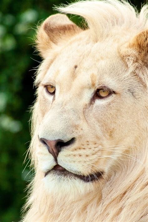 Wallpaper Lion Predator Face Eyes 1920x1200 Picture Image