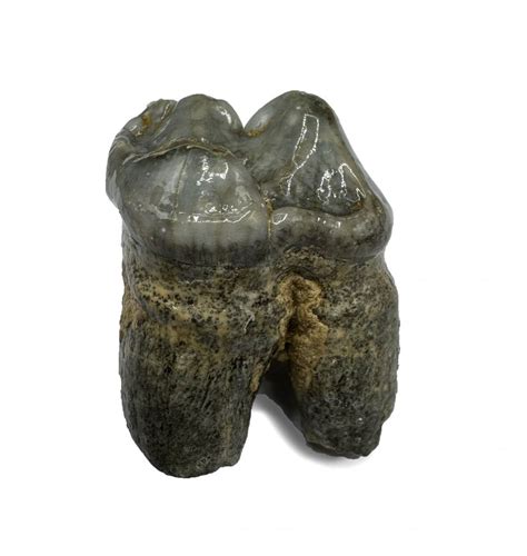 Fossils For Sale Fossils Fossil Cave Bear Molar Tooth From Pleistocene Of Romania