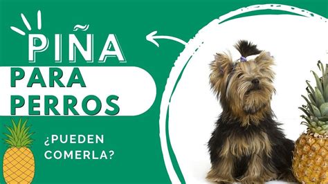 ¿los Perros Pueden Comer Piña ¿es Buena Para Ellos Recetas Barf