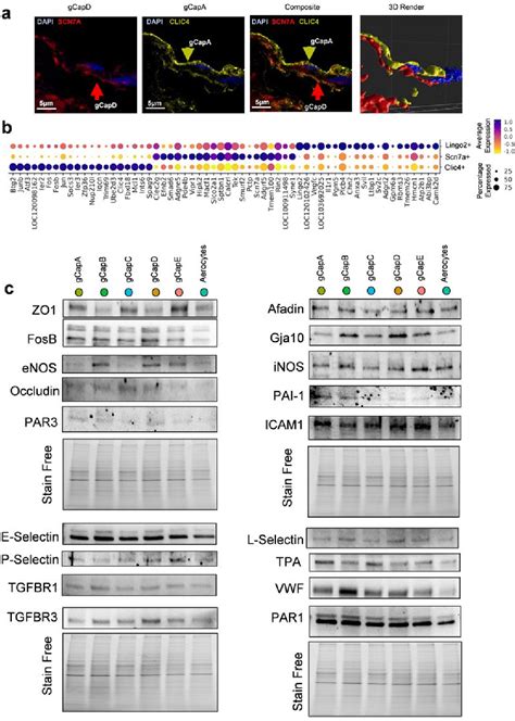 Figure 3 From Novel Populations Of Lung Capillary Endothelial Cells And Their Functional