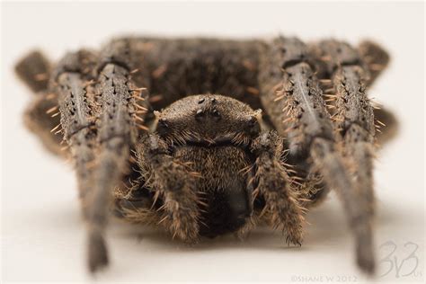 Spider Guts Kill Thread General Discussion Ar15 Com