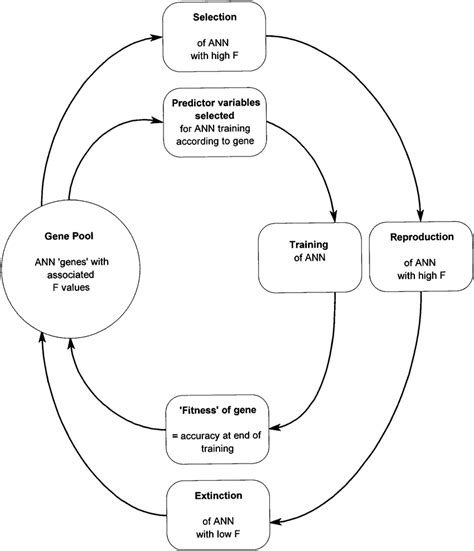 Schematic Of Key Processes In A Genetic Algorithm Neural Network