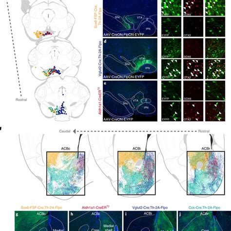 Dopamine Neuron Subtype Projections To Other Brain Regions Ad