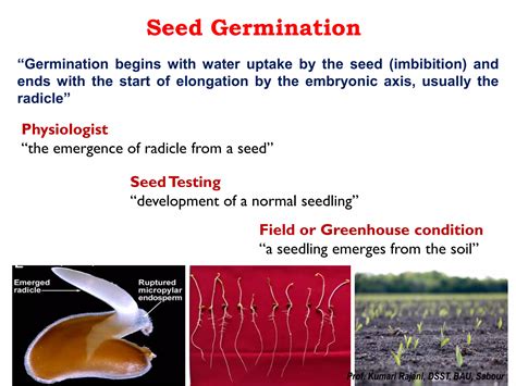 Seed Germination Testing Pdf Gardening Home Garden